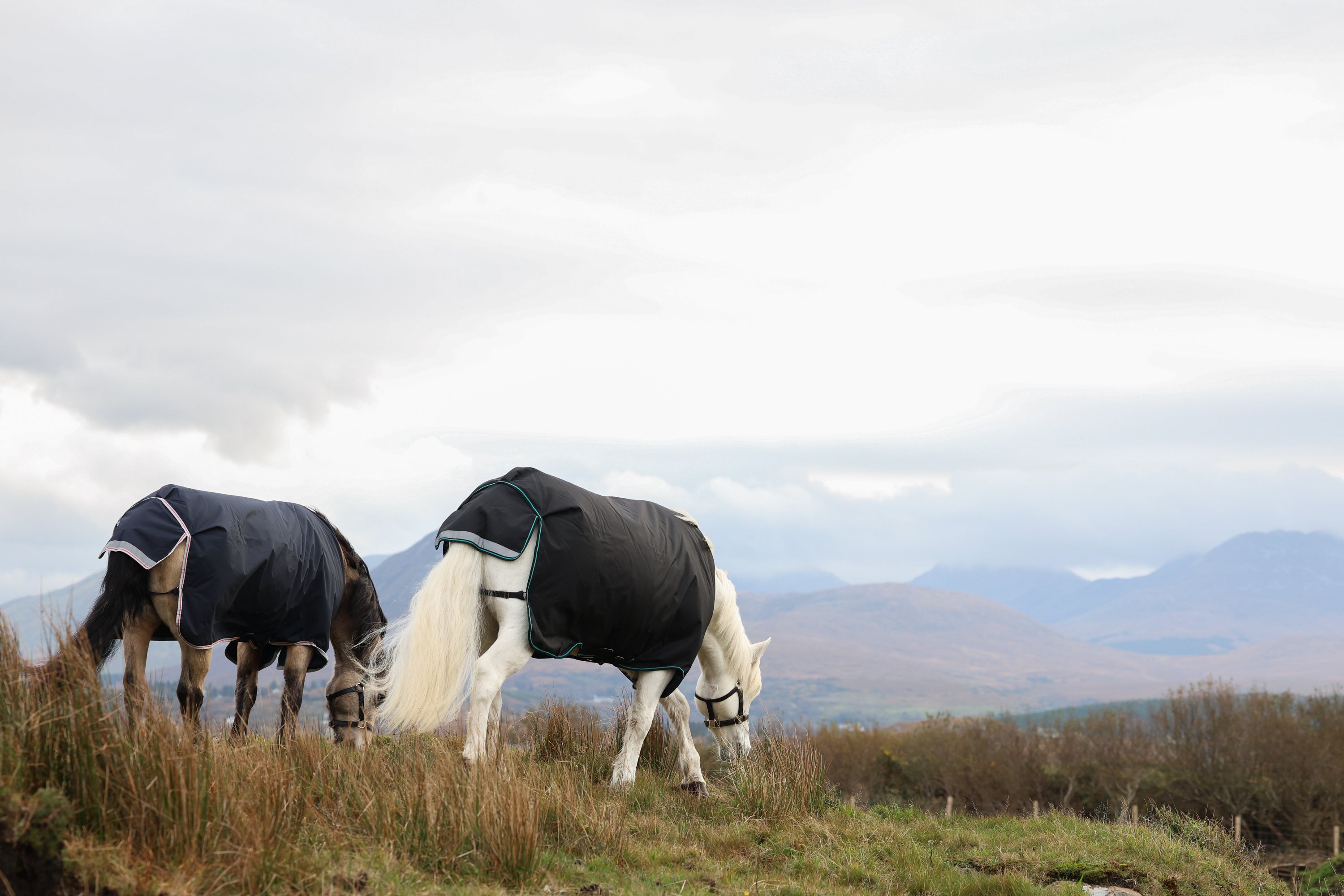 Horse Rugs & Blankets Online – Aloga Equestrian
